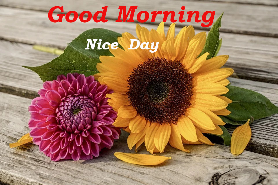 Top 161 Latest Best Good Morning Wishes.Images greeting Pictures,Photos ...