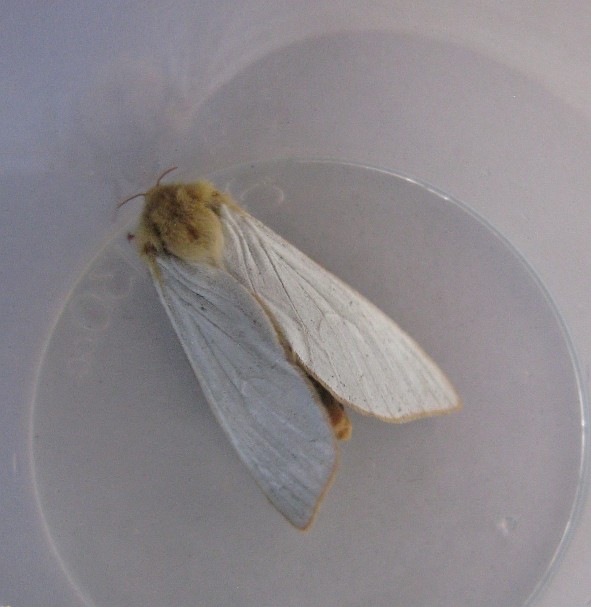 Islay Natural History Trust: Ghost Moth