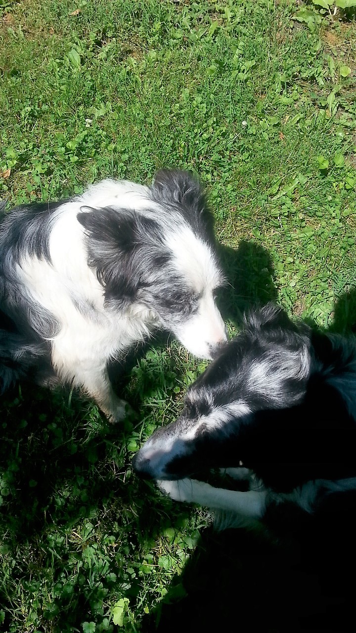 Raising Cinder, a Border Collie Puppy