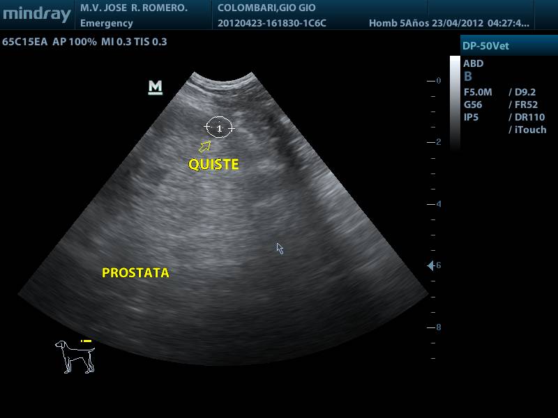 Diagnostico Ecografico Veterinario: HIPERPLASIA PROSTATICA BENIGNA