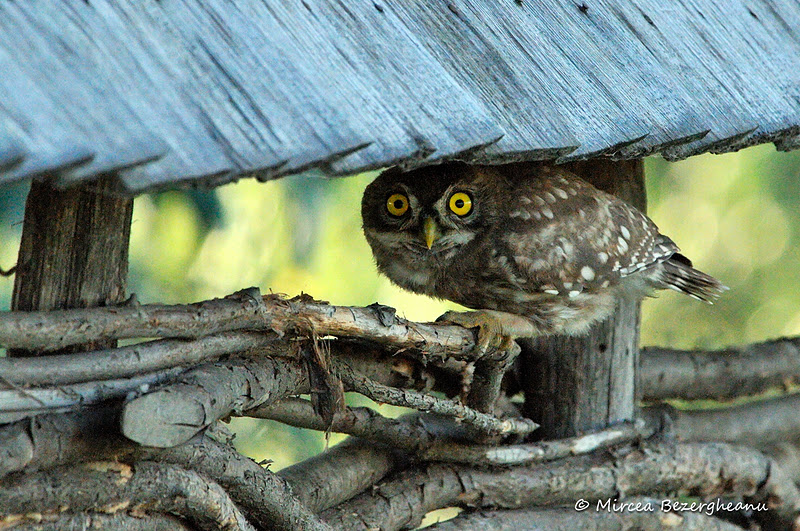 Bufniță şi cucuvele
