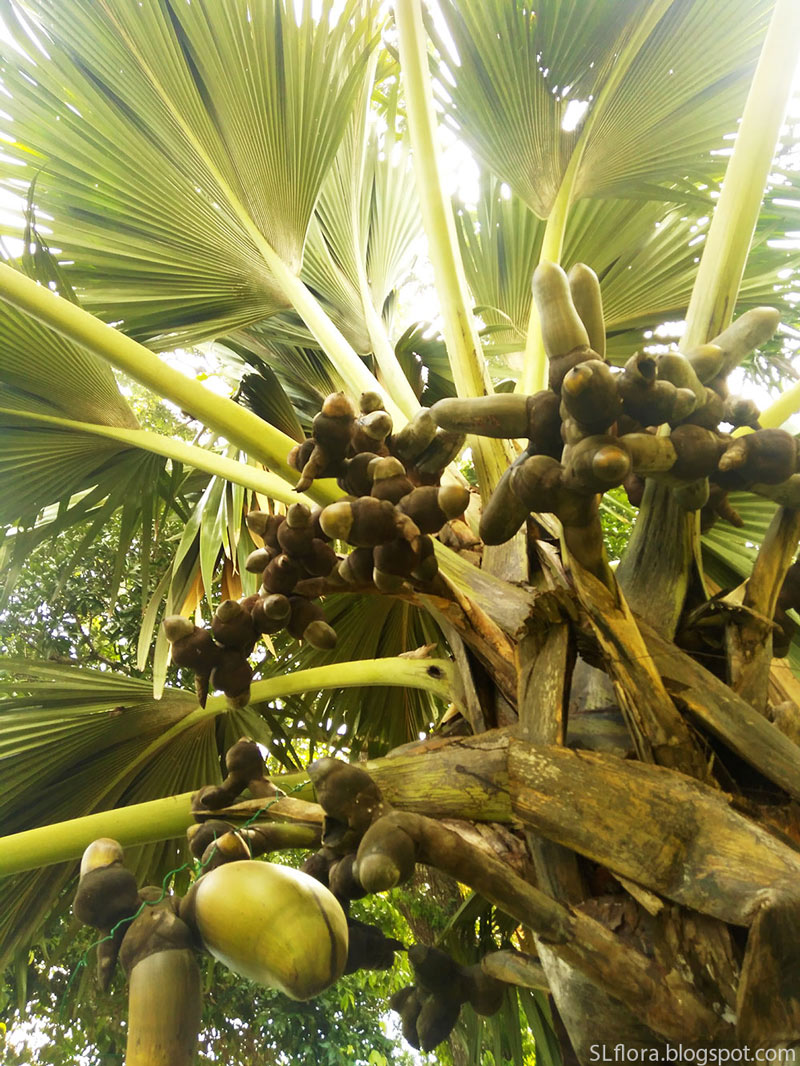 Debidi pol (Double Coconut) - Lodoicea maldivica | SL Flora