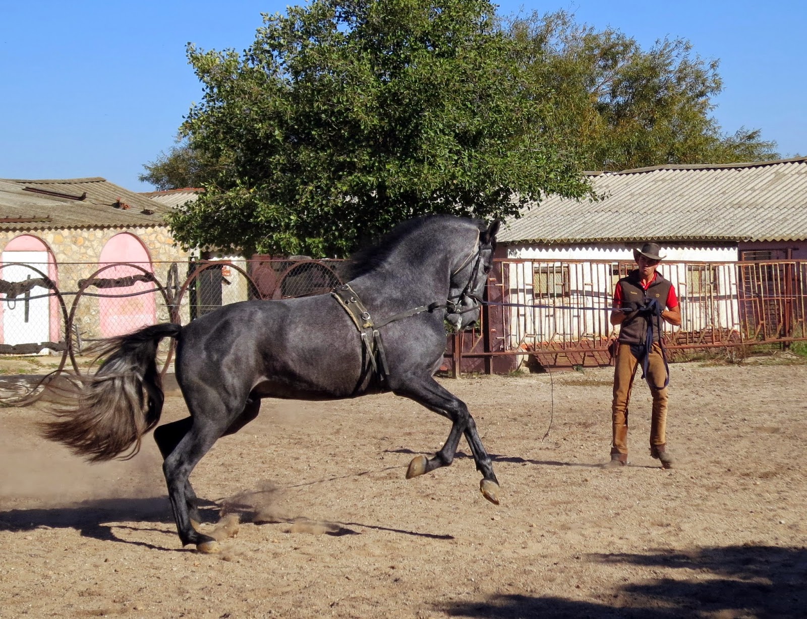 asociación de caballistas del Nordeste de Segovia: noviembre 2014