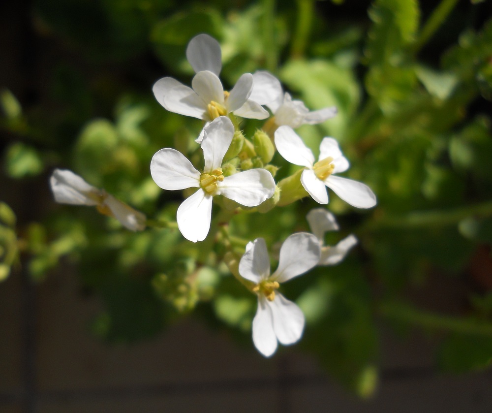 Plantas para hombres: Raphanus sativus, rábanos, rabanitos