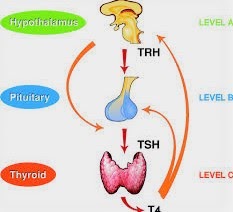 Thyrotropin-Releasing Hormone (TRH) and Thyrotropin-Providing Factor (TRF)