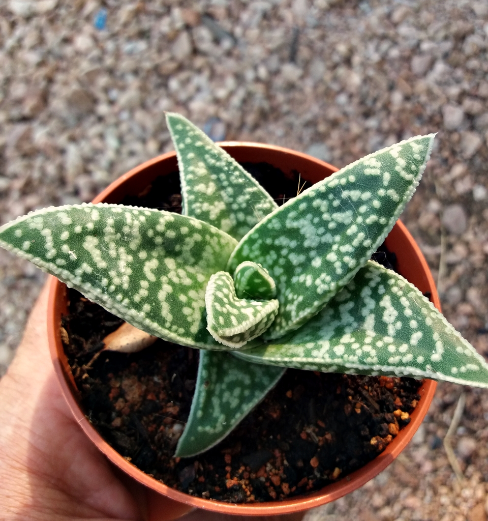 TIERRA SECA .Tienda online. : GASTERALOE AVEO.Ref.766 AL