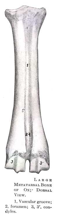 Bones of Metatarsus and Digit/Digits | Gross Anatomy | Anjani Mishra