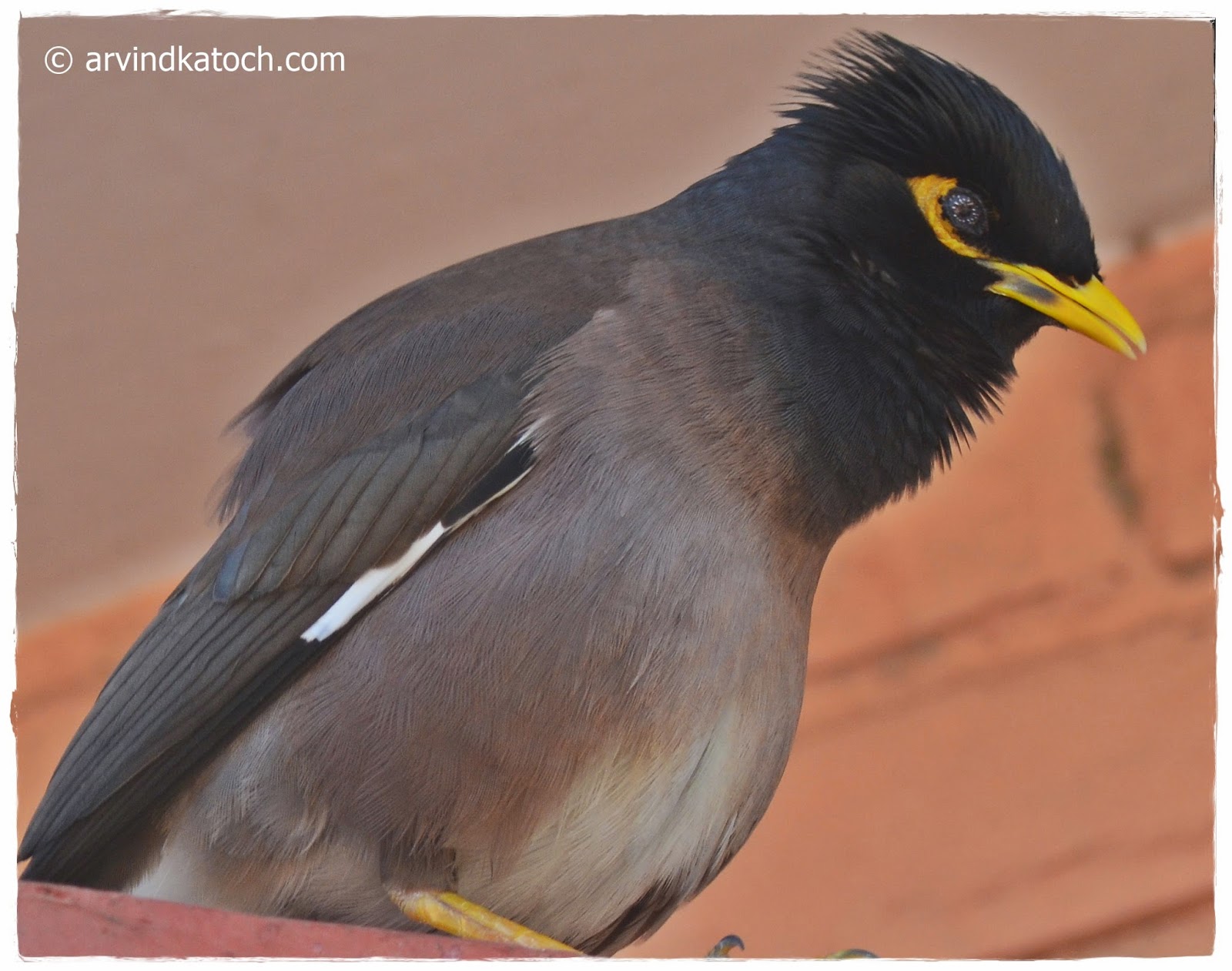 The Common (Indian) Myna Pictures and Detail (Acridotheres tristis)
