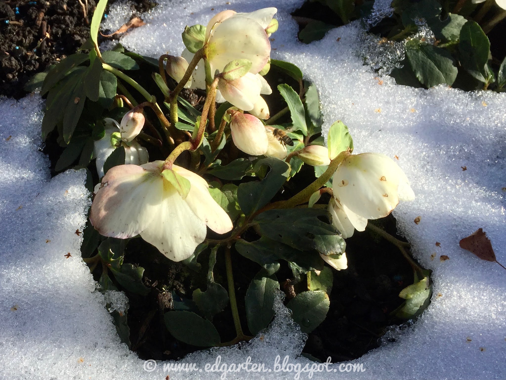 Edgarten - Edkarten: 🐝 Winterglück - die Bienen
