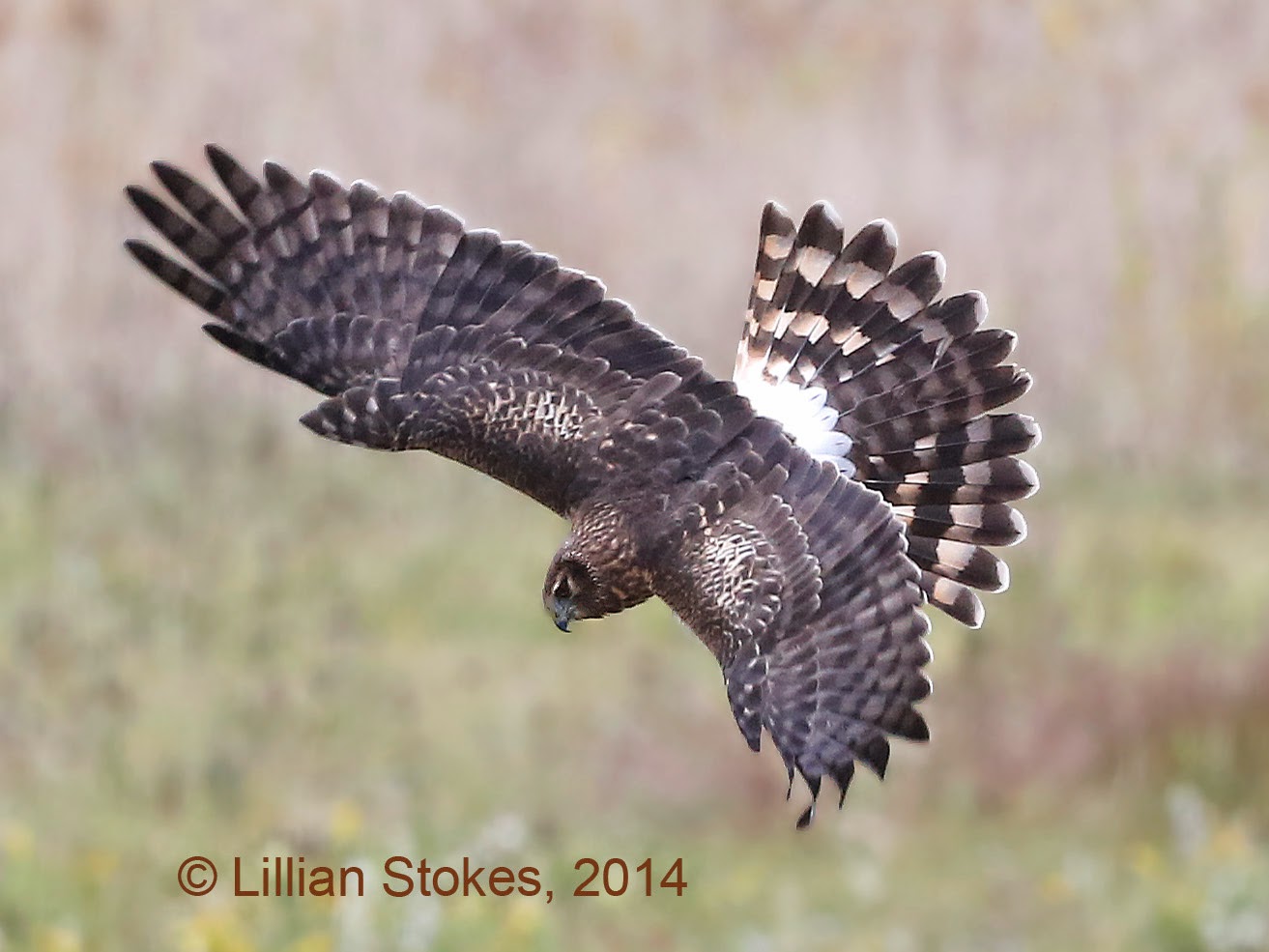 STOKES BIRDING BLOG: Northern Harriers Are Migrating Now, Be On the ...