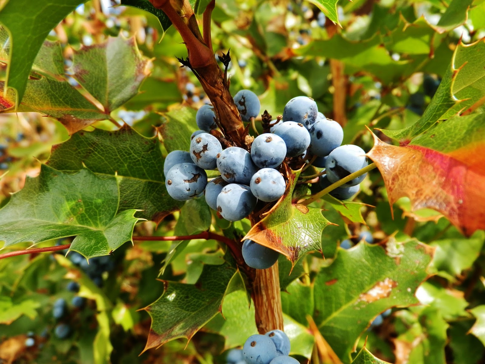 Brian's Daily Ramblings & Artistic Endeavors: Santa Fe Flora