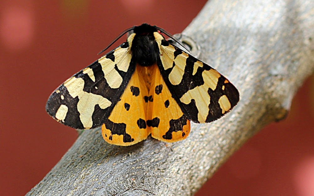 Arctia villica Polilla tigre.