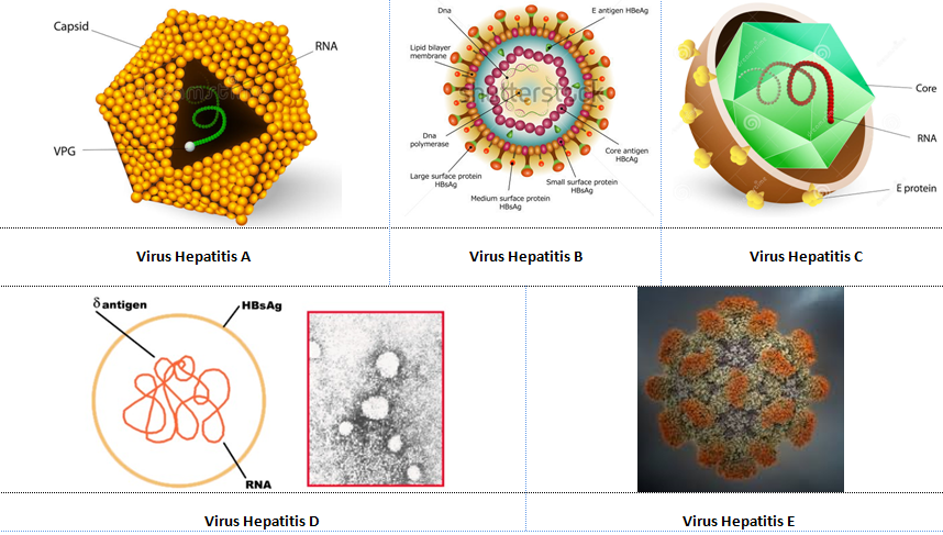 VIRUS - ILMU BIOLOGI