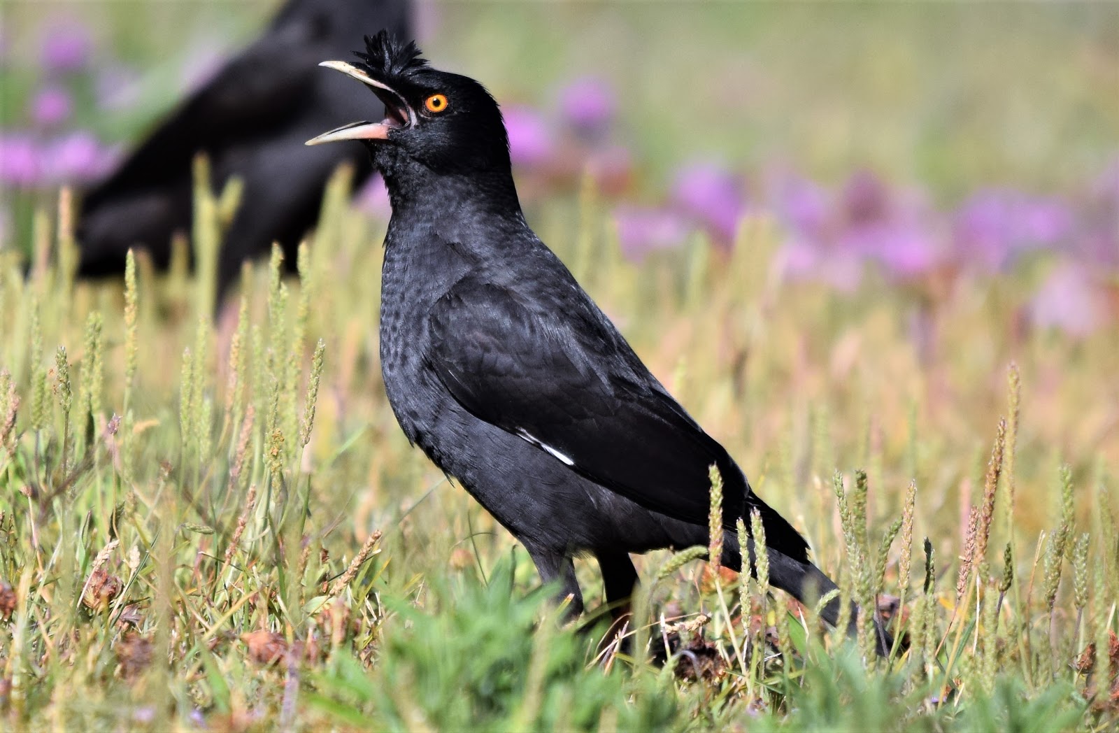 Imagens da vida animal: Avifauna de Almada (I): Mainá-de-crista ...