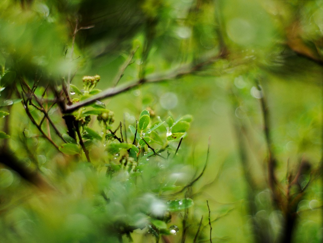 Fotografie....: Mein Garten im Regen