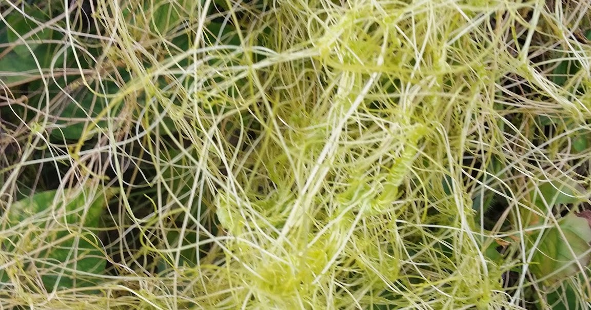 Warisan Petani: Pokok Rumput Palestin.