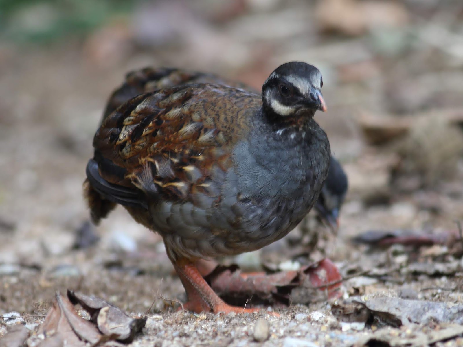 SOUTH EAST ASIA BIRDS - Malaysia birds paradise: Malayan Hill Partridge