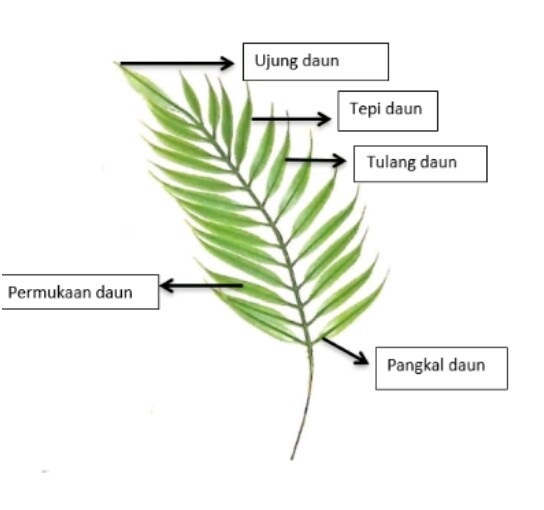 literatur morfologi dan modifikasi daun