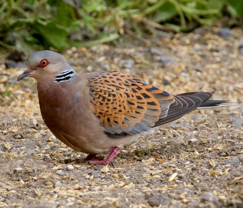Birds of the World: Turtle dove