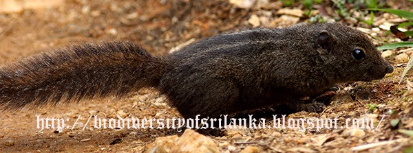 Biodiversity of Sri Lanka: පුංචි ලේනා[Punchi Leana]Dusky striped jungle ...