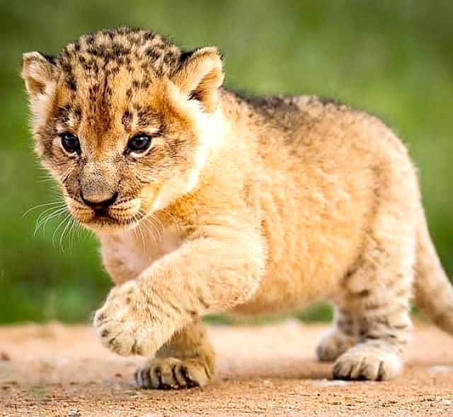Interesting Facts About Lion In interesting-facts-about-lion-in