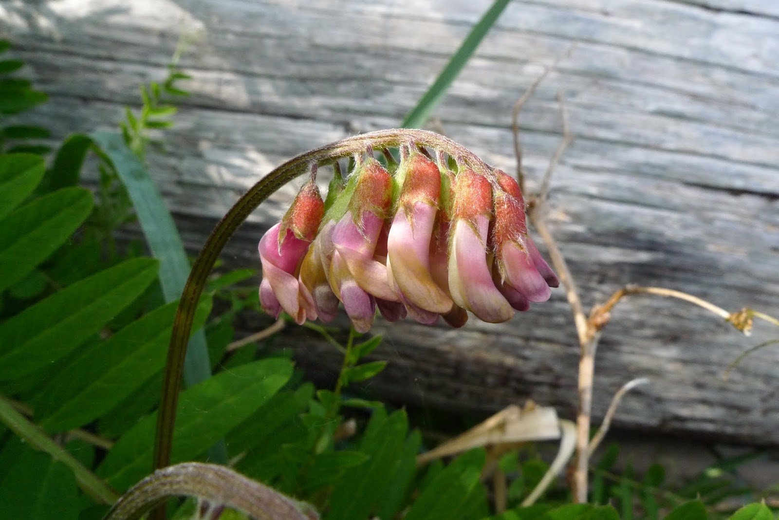 Wild Harvests: Giant Vetch, A “sketchy vetch-pea” or a tasty edible?