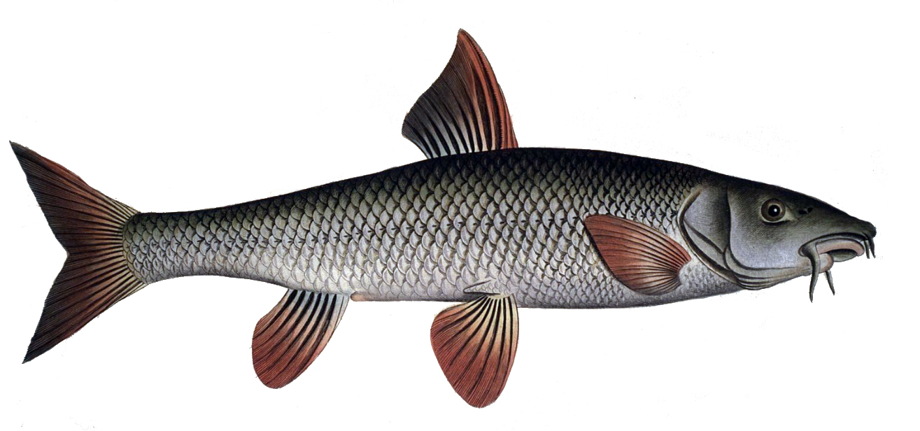 T.V. FISHING: Žvejyba pagal Džoną Vilsoną (2) : pažintis su angliškomis ...