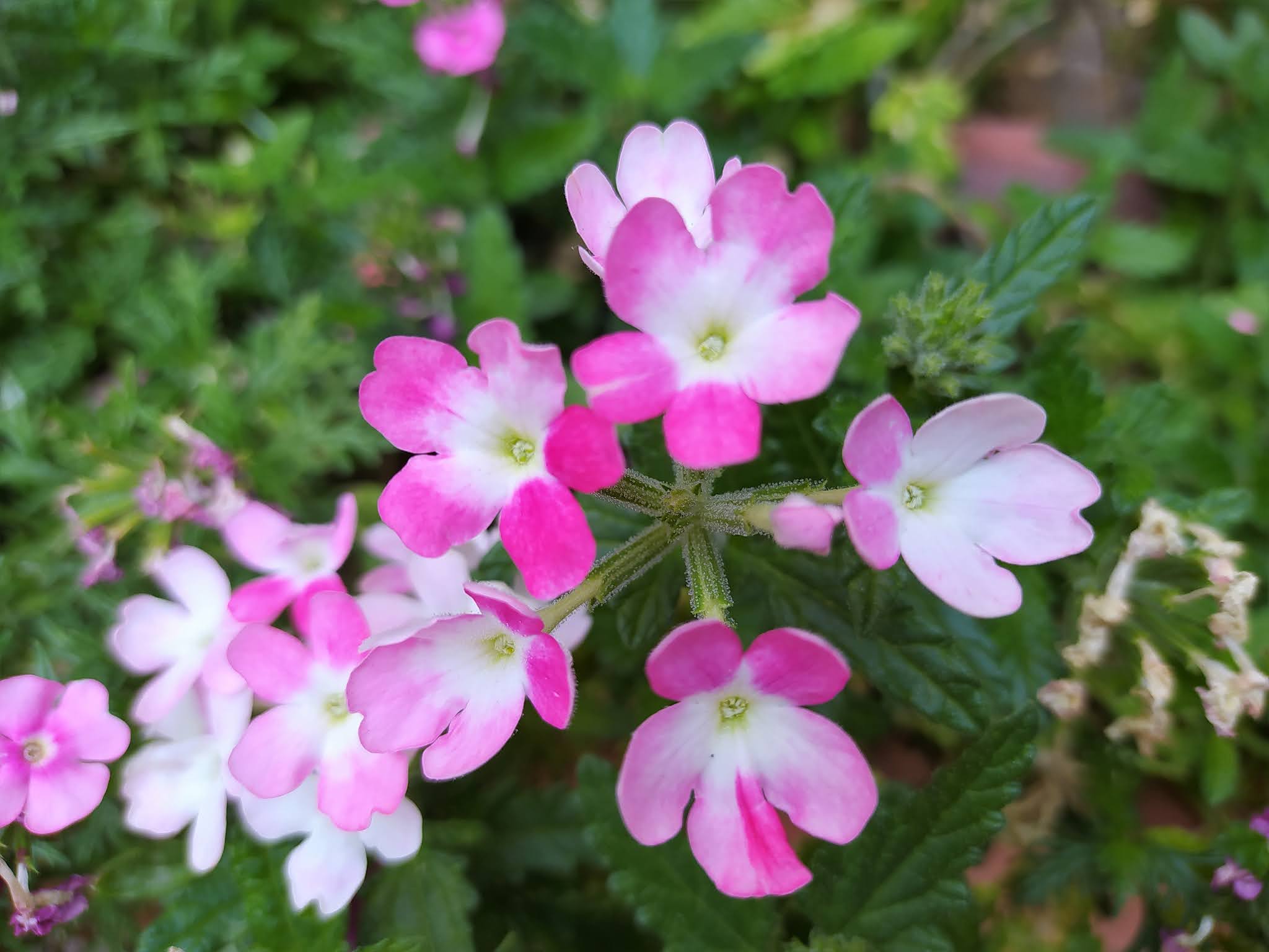 Biosfera vegetal.: Verbenas (Verbena repens Spreng. ex Steud. y Verbena ...