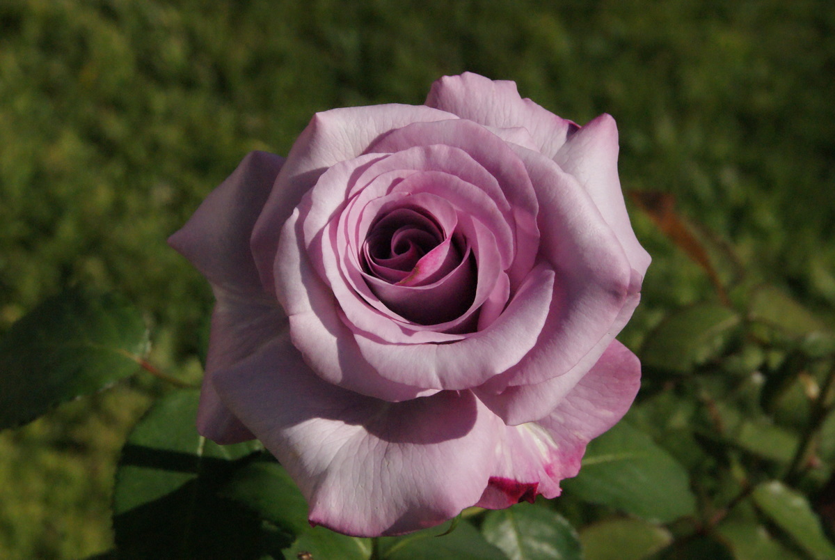 Organic Garden Dreams: September Roses