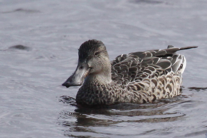 Tails of Birding: 2011