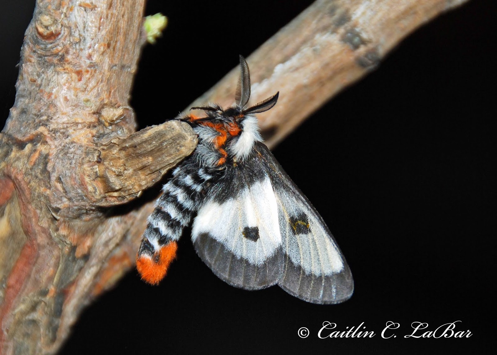 Northwest Butterflies: Species Profile: Nevada Buckmoth - Hemileuca ...