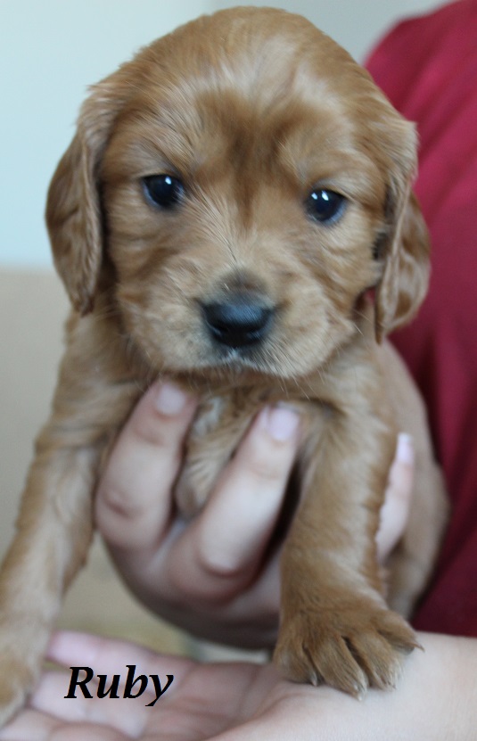 Cavies, Doodles and Poo