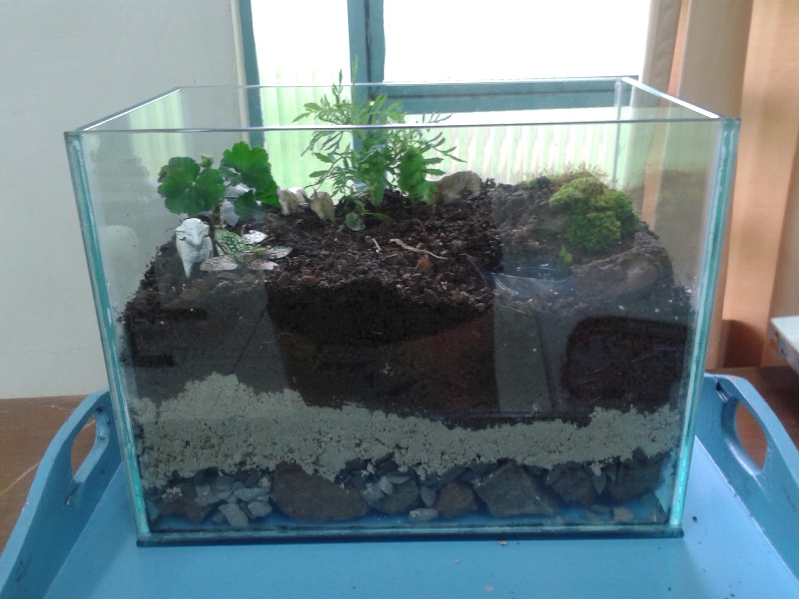 Grupo Escolar Municipal Maria Melânia Siqueira: MONTAGEM DE UM TERRÁRIO