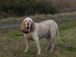 Dog Blog: Ozzy and all the black dogs, chasing crows and splashing about