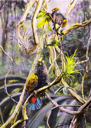 Angel Ulloa: Aves de Venezuela