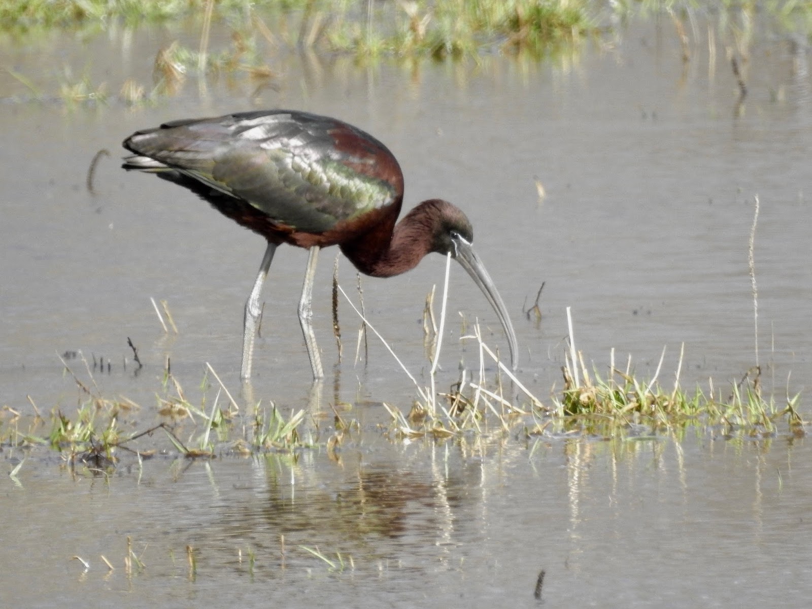 Bev's Nature Blog: Glossy Ibis