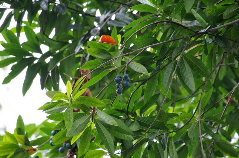 Trees and Plants: Blue Marble Tree (Elaeocarpus Angustifolius)