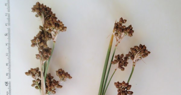 HERBARIO VIRTUAL DE BANYERES DE MARIOLA Y ALICANTE: Juncus acutus ...