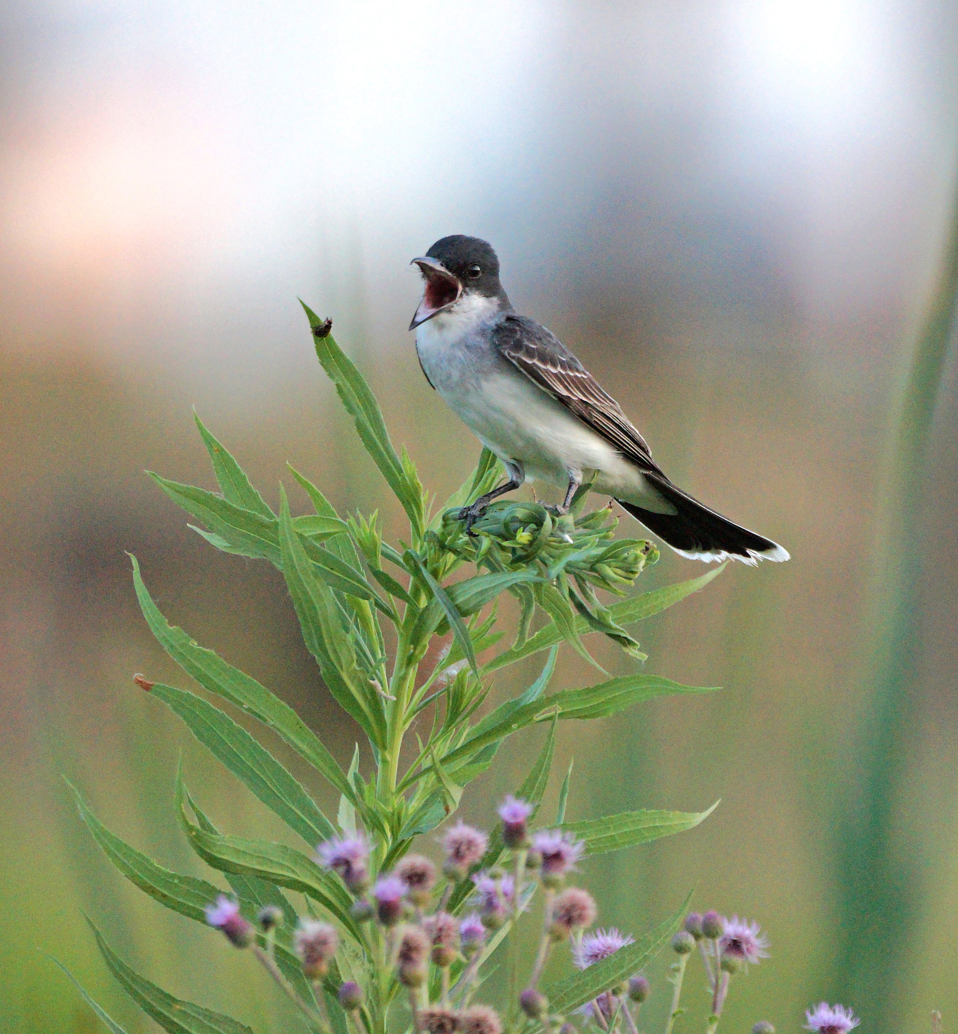 Hunting Digital Plumes in the US and Beyond