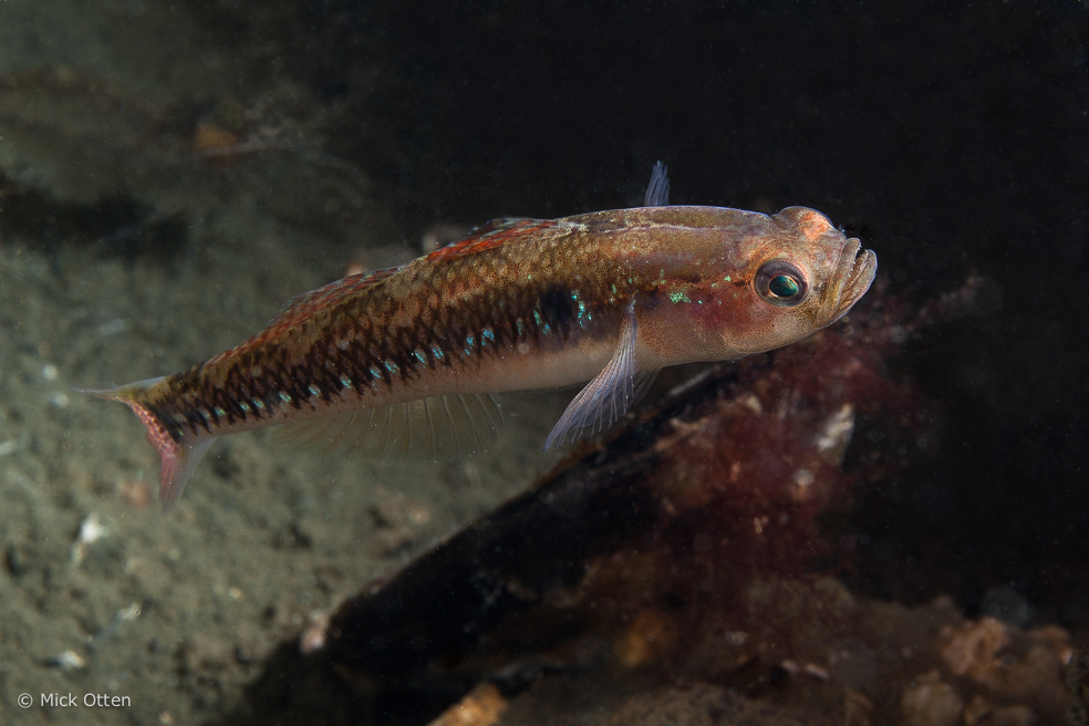 Mick's marine biology: John dory: curious and cosmopolitan fish