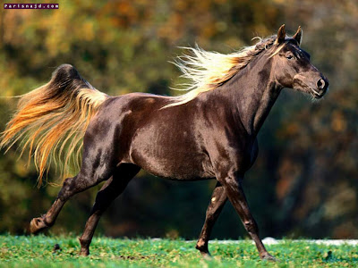 THE ARAB HORSE : History ~ horse breeds