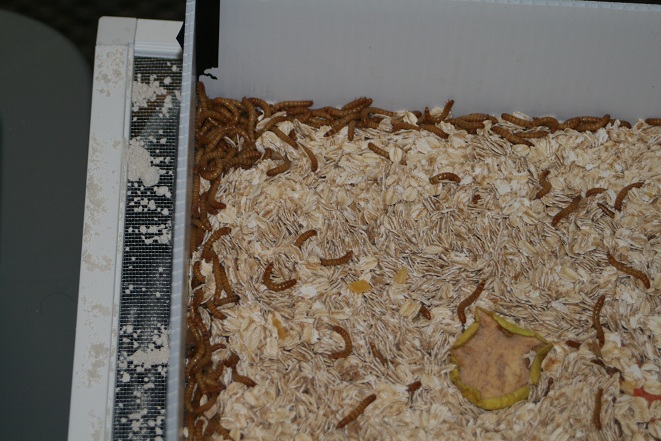 Gourmet Bugs: Update On Worms & Mealworms In Clean Bug System