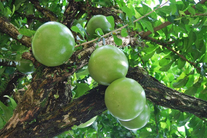 Mengenal Aneka Manfaat Buah Maja untuk Kesehatan (Bagian 1) | Naviri ...