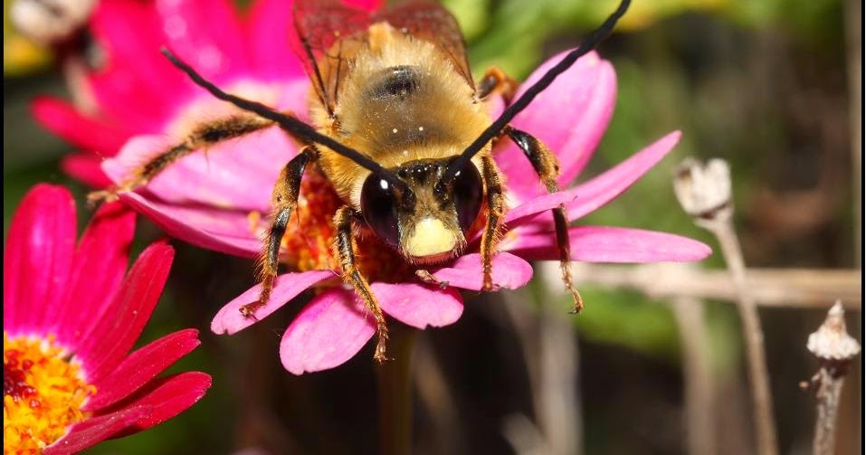 FAUNA AUXILIAR: FAMILIA APIDAE
