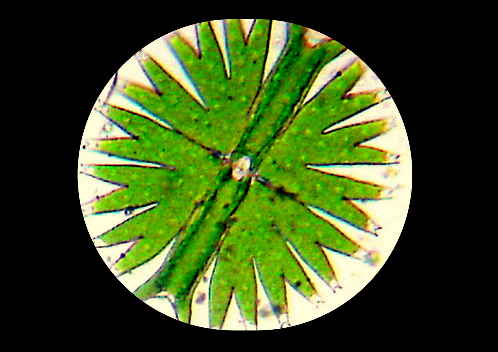 Cultivo de Microalgas em Fotobiorreatores: Fazendo mágica com as ...