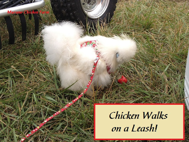 Chicken walks on a leash - Murano Chicken Farm