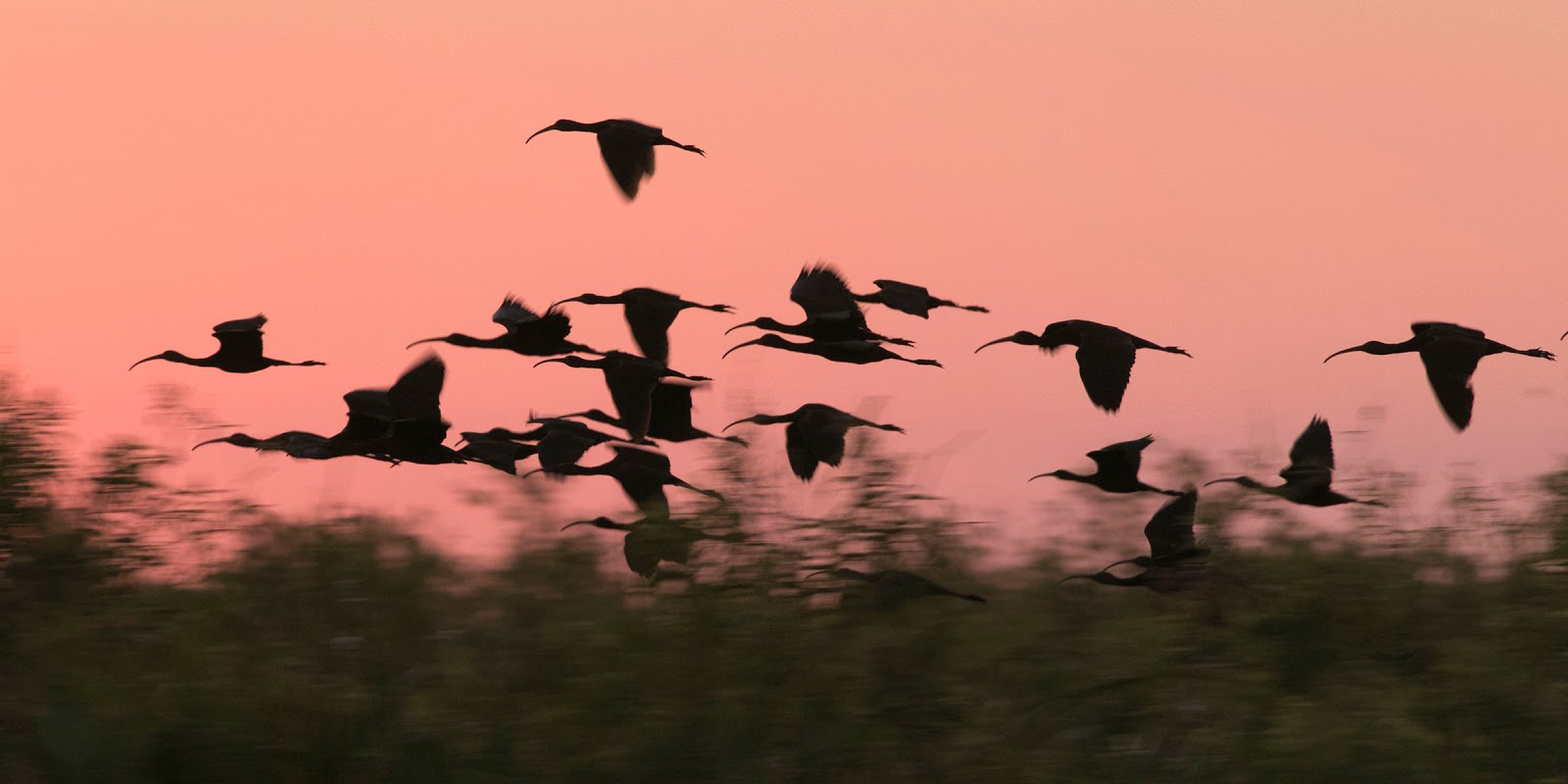 Ann Brokelman Photography: Sunset birds flying in to roost. Florida
