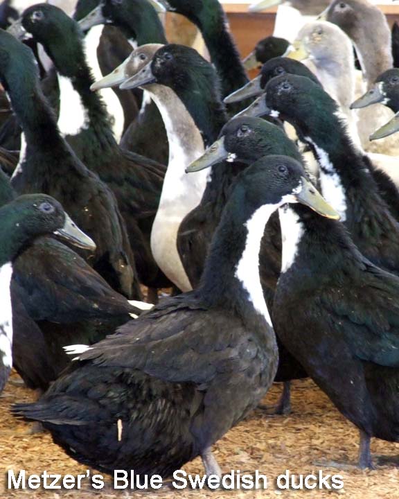 The Livestock Conservancy in Action: Talking Waterfowl With Metzer Farms