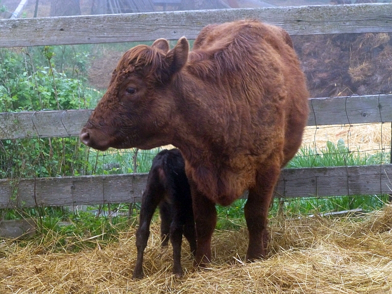 Rural Revolution: Bellows from the barn