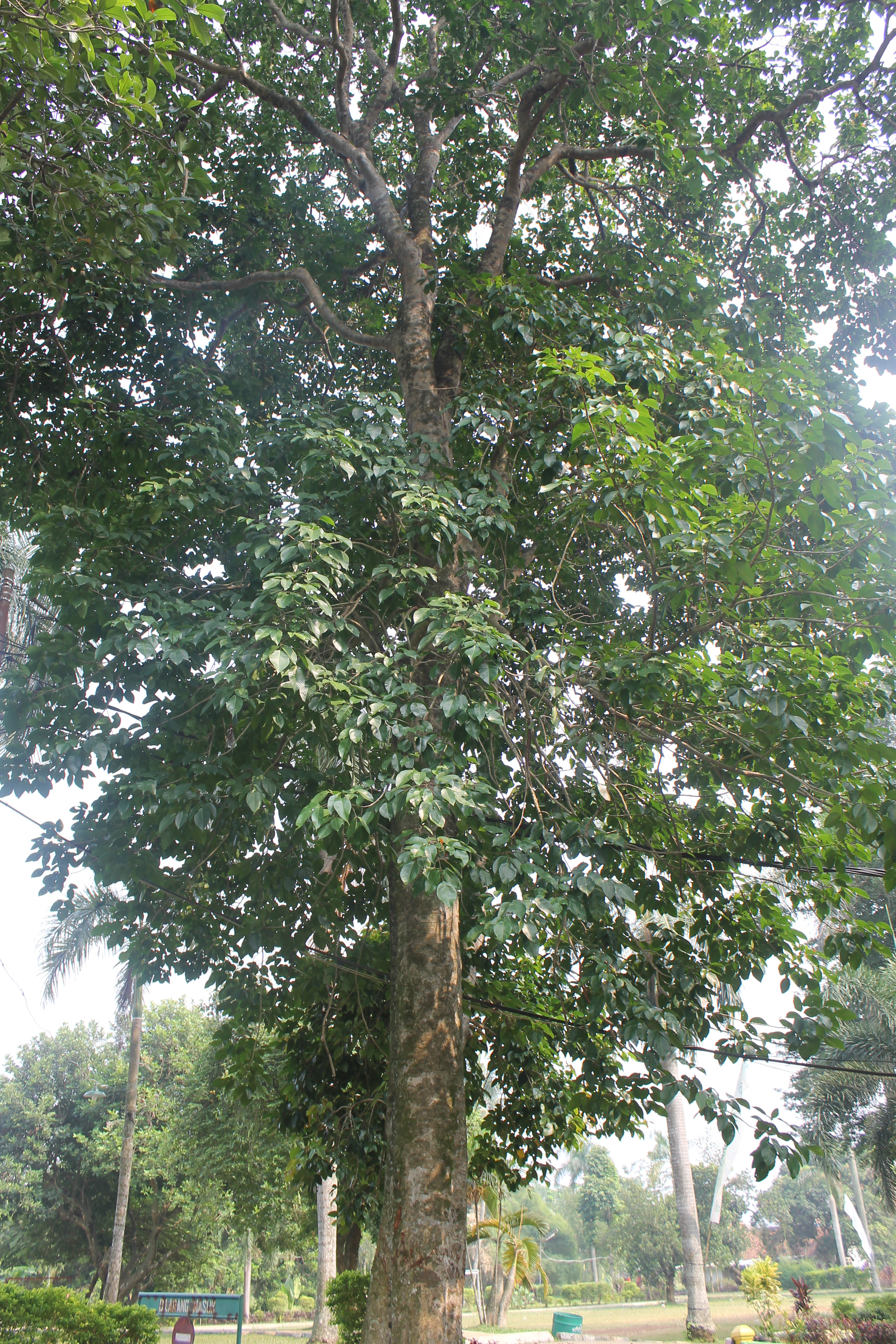 Kecapi, Pohon Buah Khas Betawi - Seribu Jenis Pepohonan